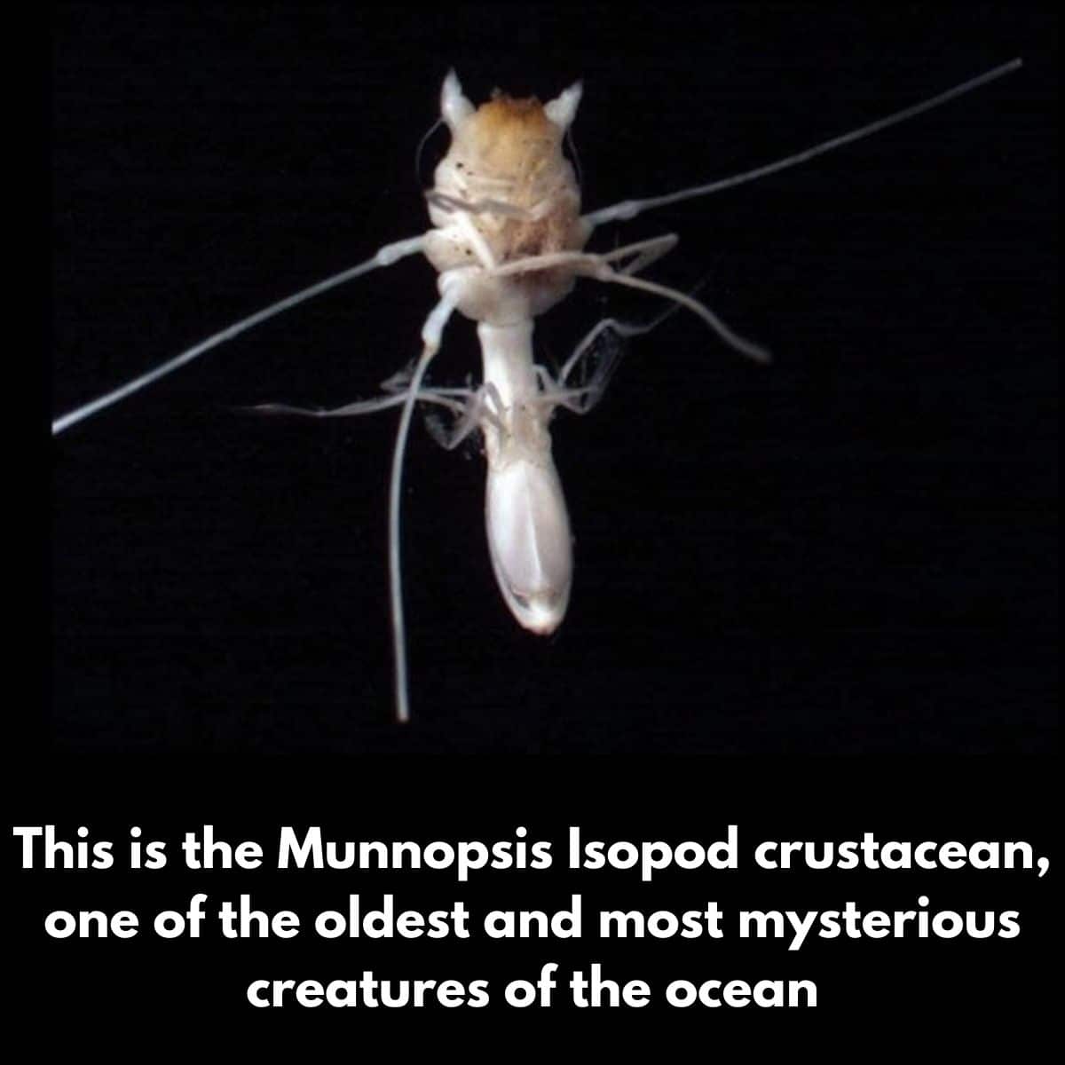 Under the Sea: Extraordinary Things Discovered in the Deepest Parts of ...